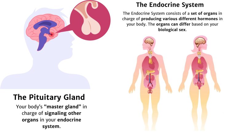 Sheep Placenta: Side Effects and Misconceptions - CellLabs